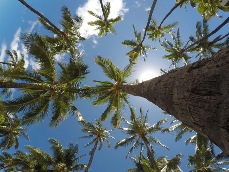 Visit Hawaii in March Guide : Weather, Best Things To Do + More (2026)