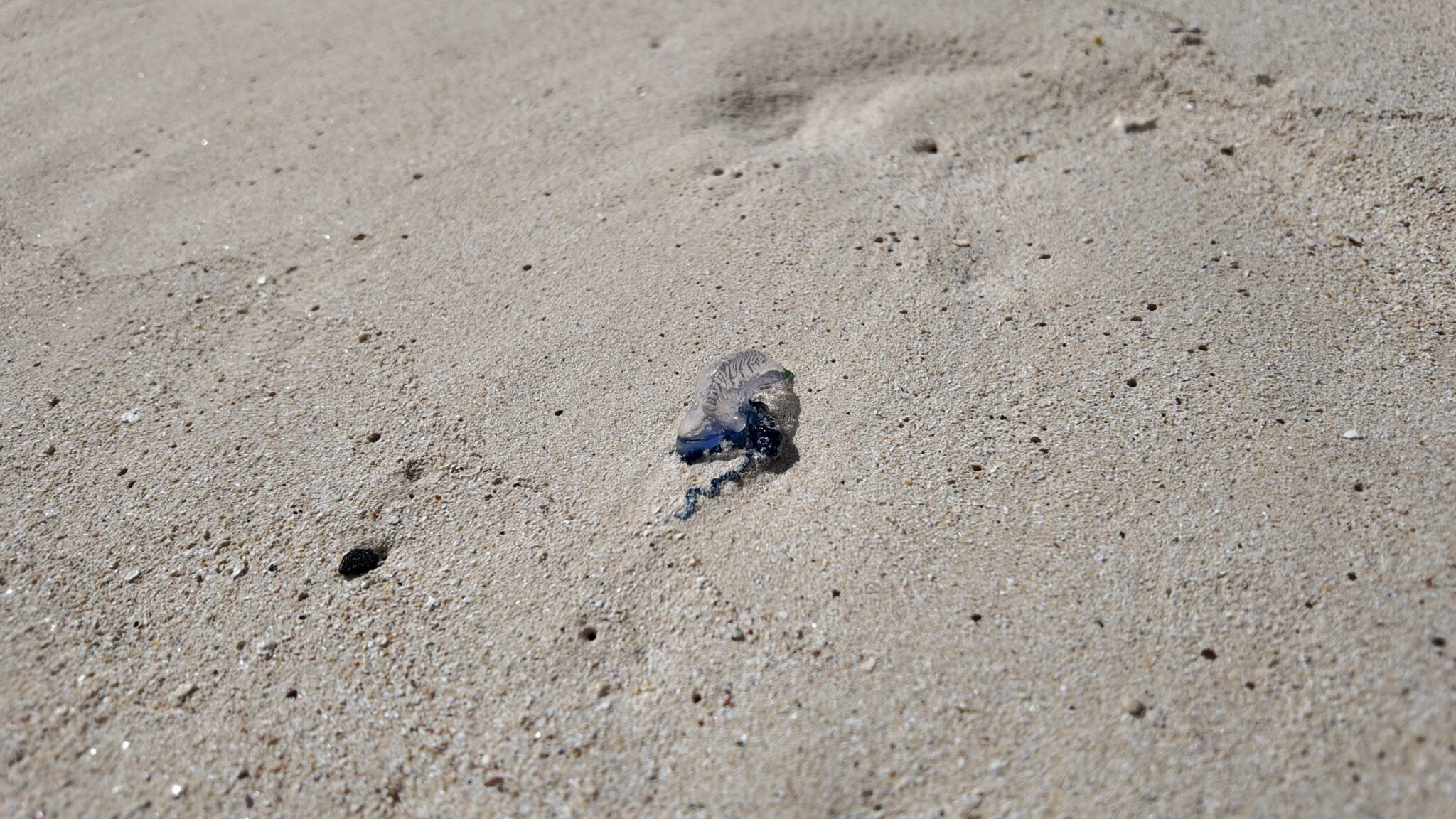 Discover Kailua Beach, Oahu: The Beach Guide