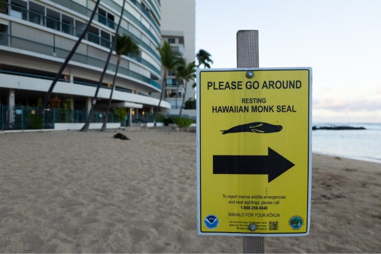 Kaimana Beach (Sans Souci), Oahu: The Beach Guide
